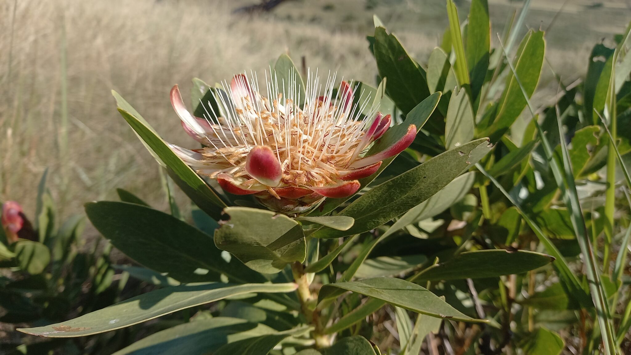 Photo story: Xolobeni - A Commoning Success Story - Future Natures