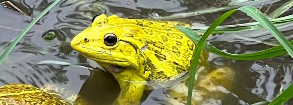 Strange Natures: Singing bullfrogs of Sanjay Van - Future Natures